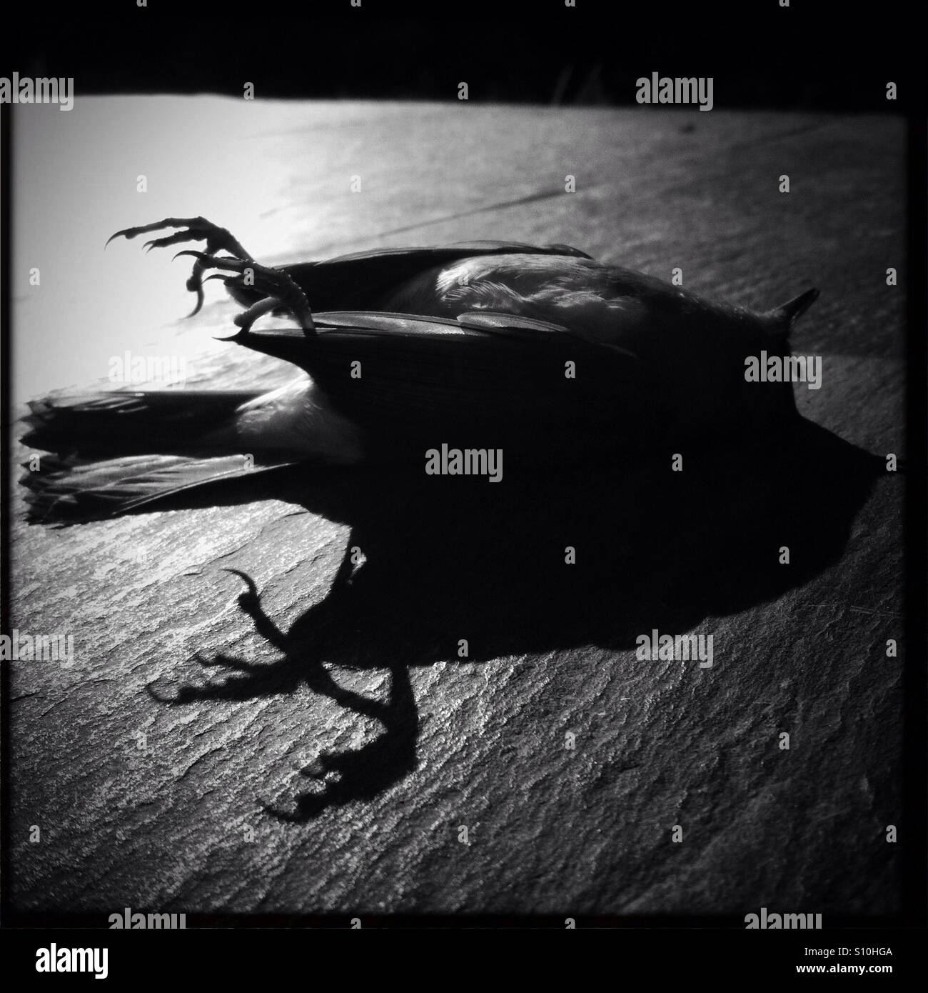 Dead Robin High Resolution Stock Photography and Images - Alamy