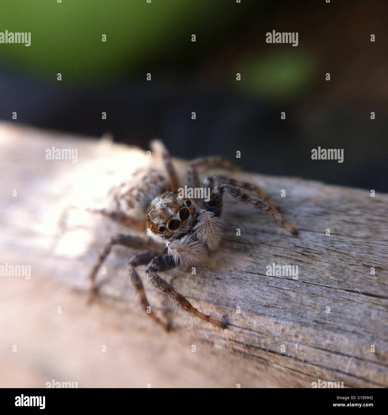 Tan jumping spider hi-res stock photography and images - Alamy