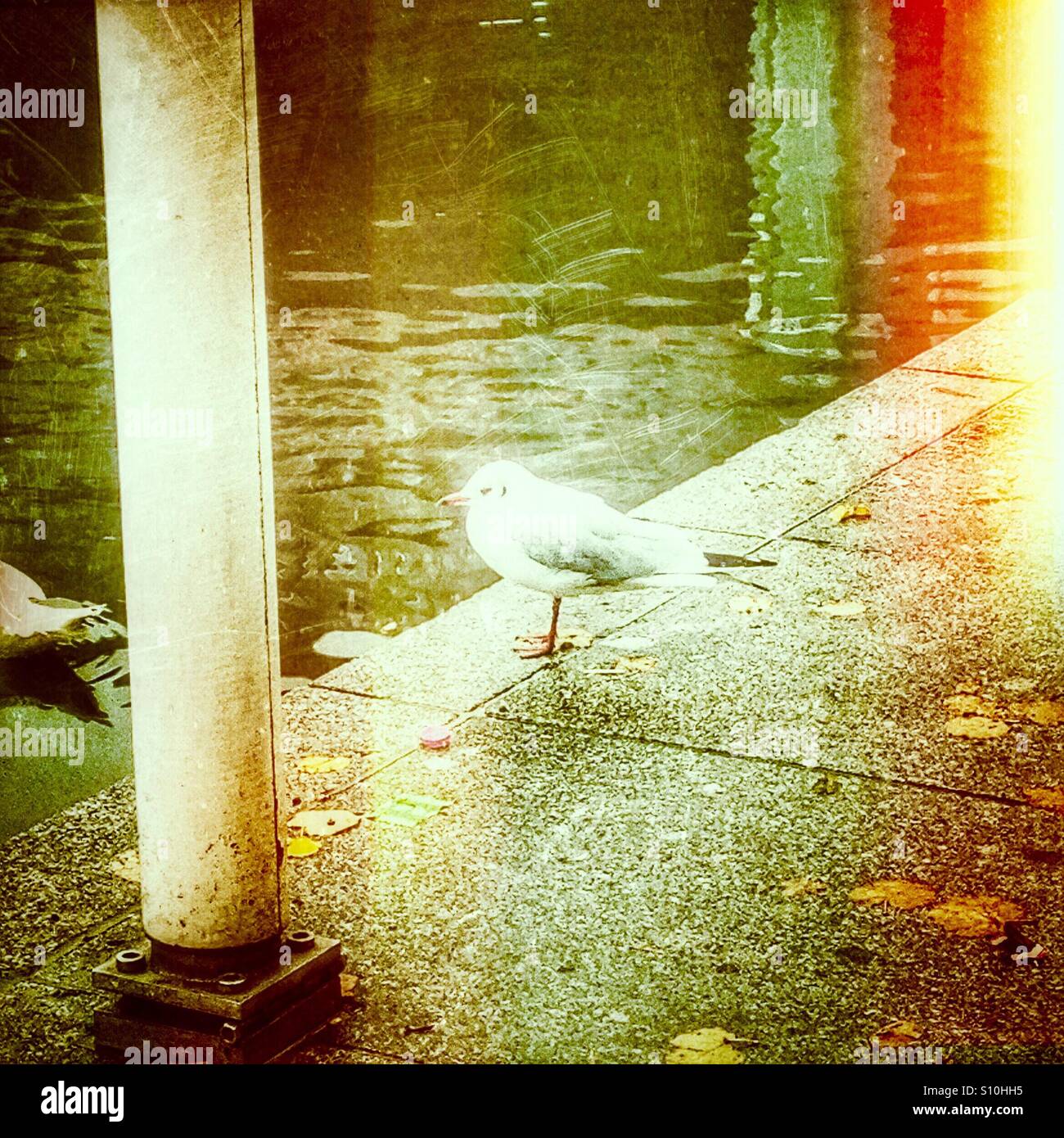 Lonely Bird Stock Photos & Lonely Bird Stock Images - Alamy