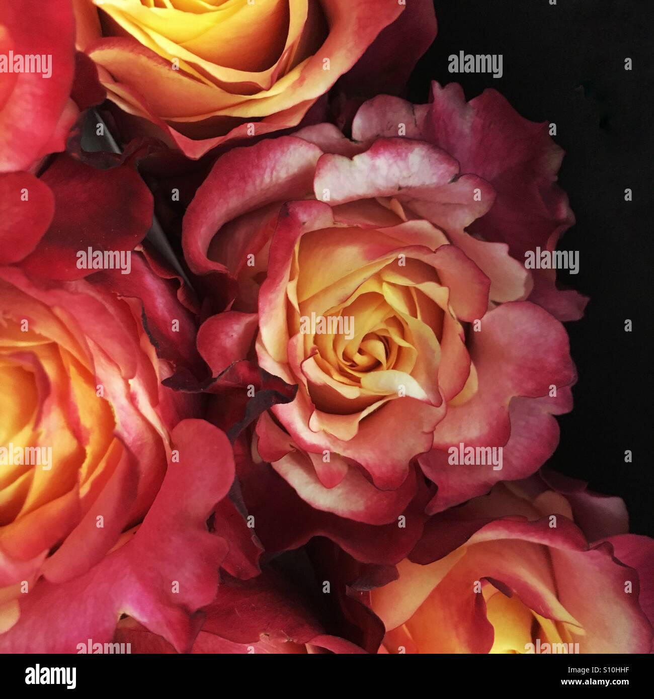 Two colored roses hi-res stock photography and images - Alamy