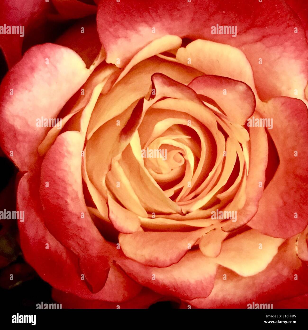 Esperanza rose hi-res stock photography and images - Alamy