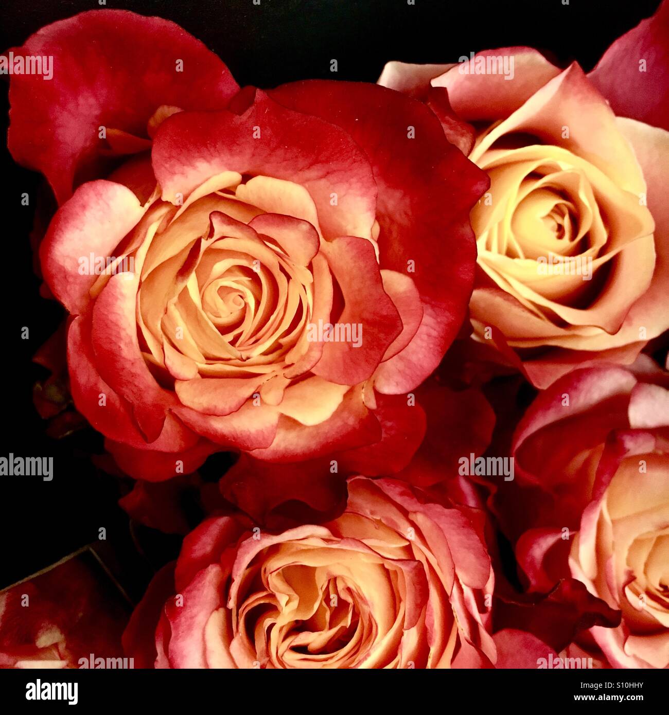 Two colored roses hi-res stock photography and images - Alamy
