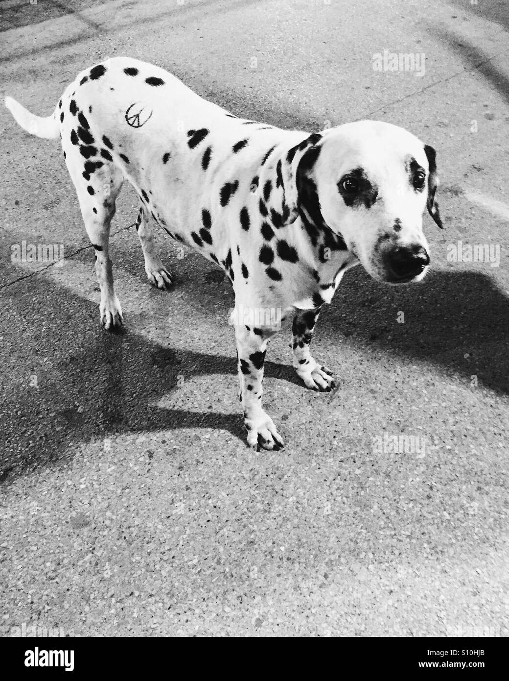 Peace tattoo hi-res stock photography and images - Alamy