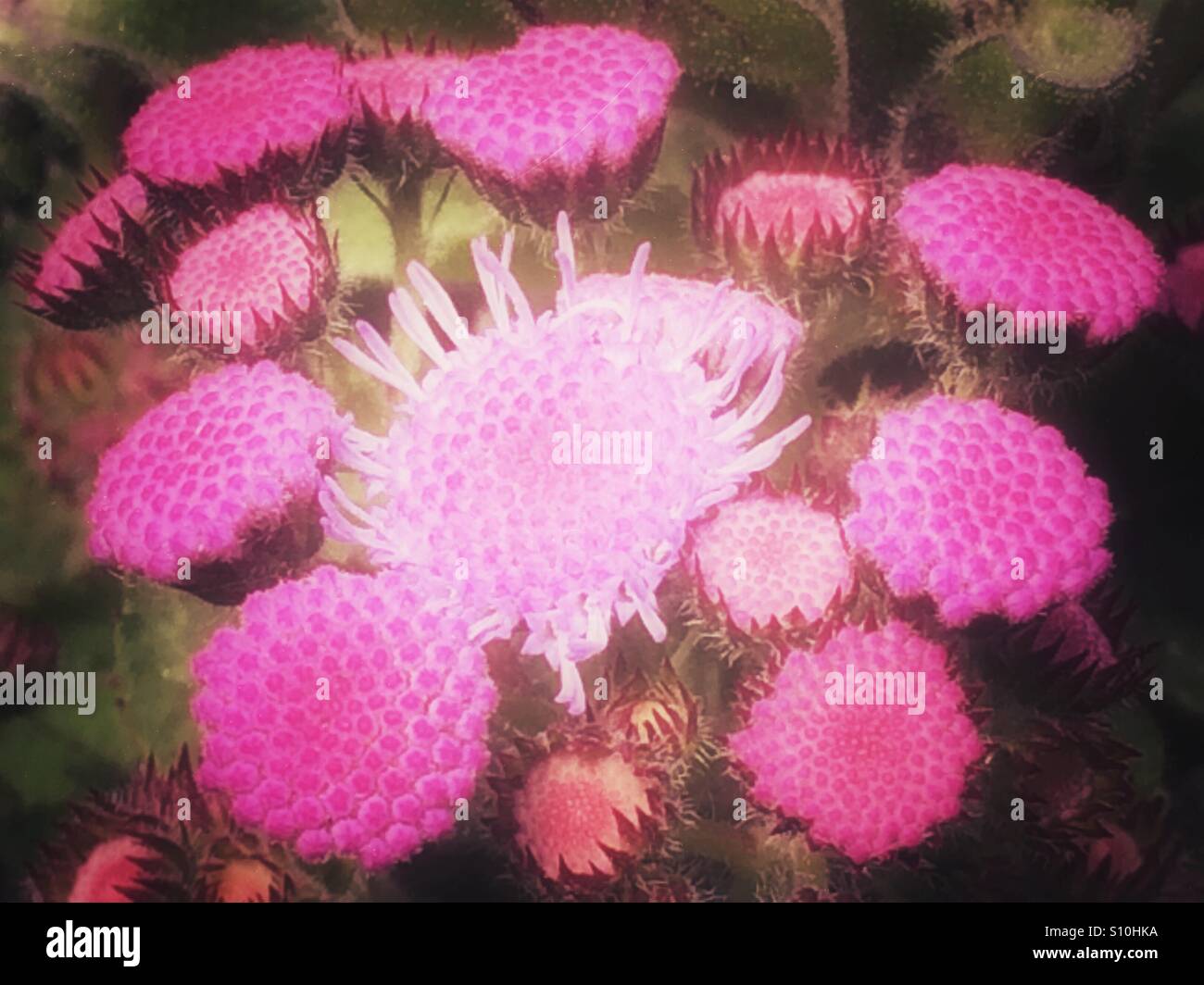 Pink pinhead flowers of Ageratum houstonianum Pincushion Stock Photo ...