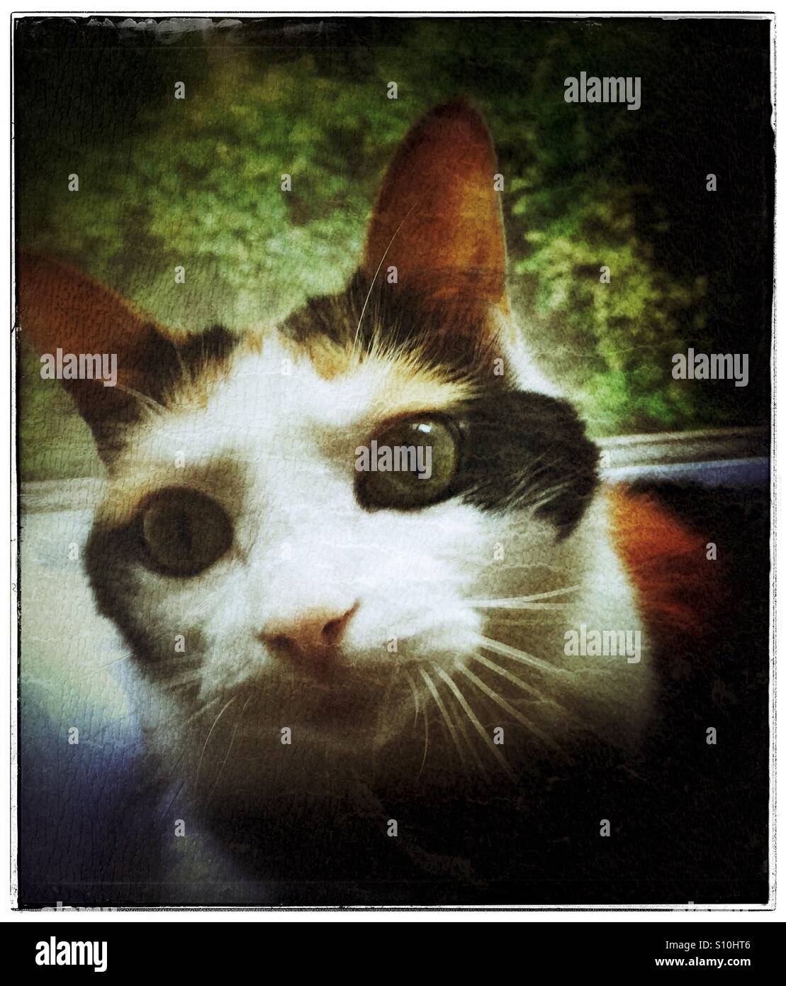 Calico Eyes High Resolution Stock Photography and Images - Alamy