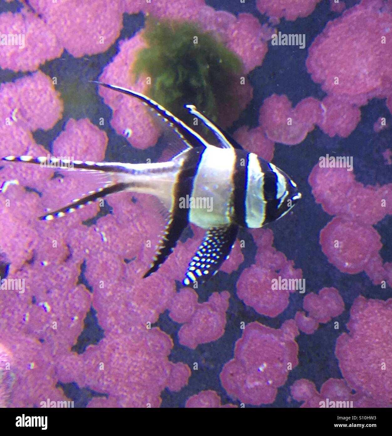 Bengal Cardinal fish Stock Photo - Alamy