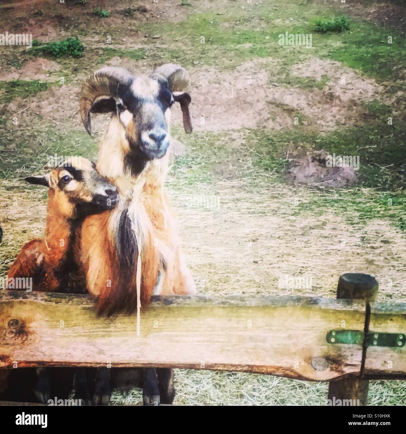 Lovely goats hi-res stock photography and images - Alamy
