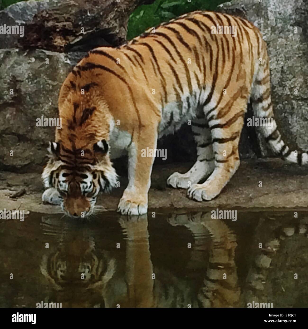 Reflection tiger hi-res stock photography and images - Alamy