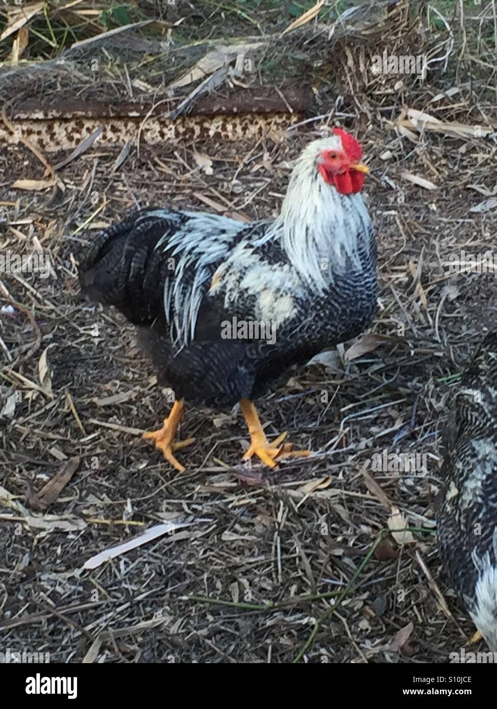 Handsome chicken hi-res stock photography and images - Alamy