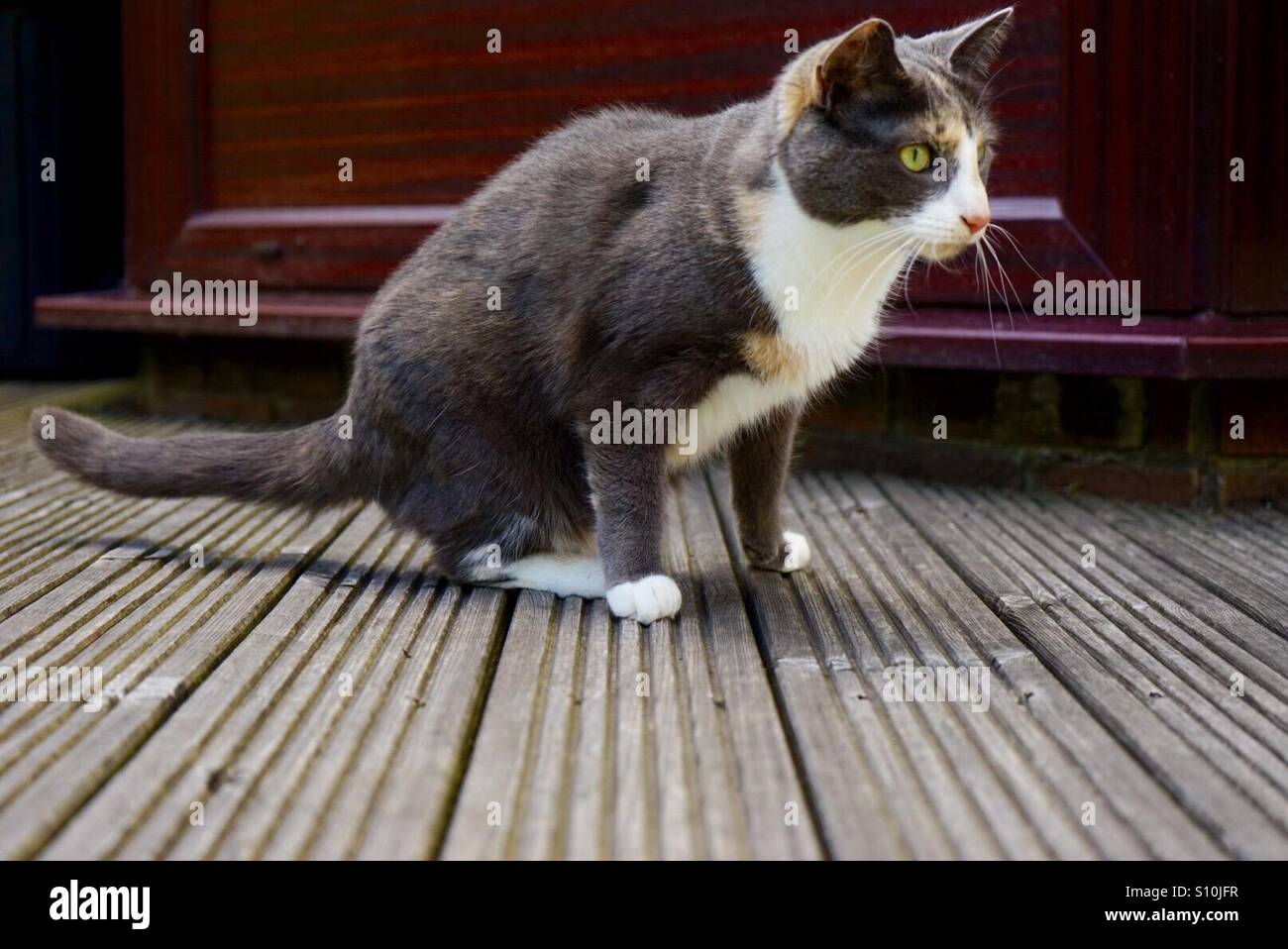Pounce hi-res stock photography and images - Alamy