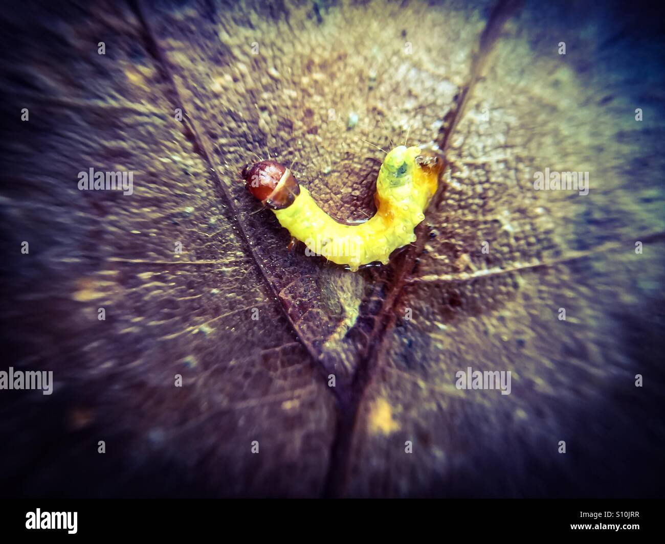 Dead caterpillar hi-res stock photography and images - Alamy