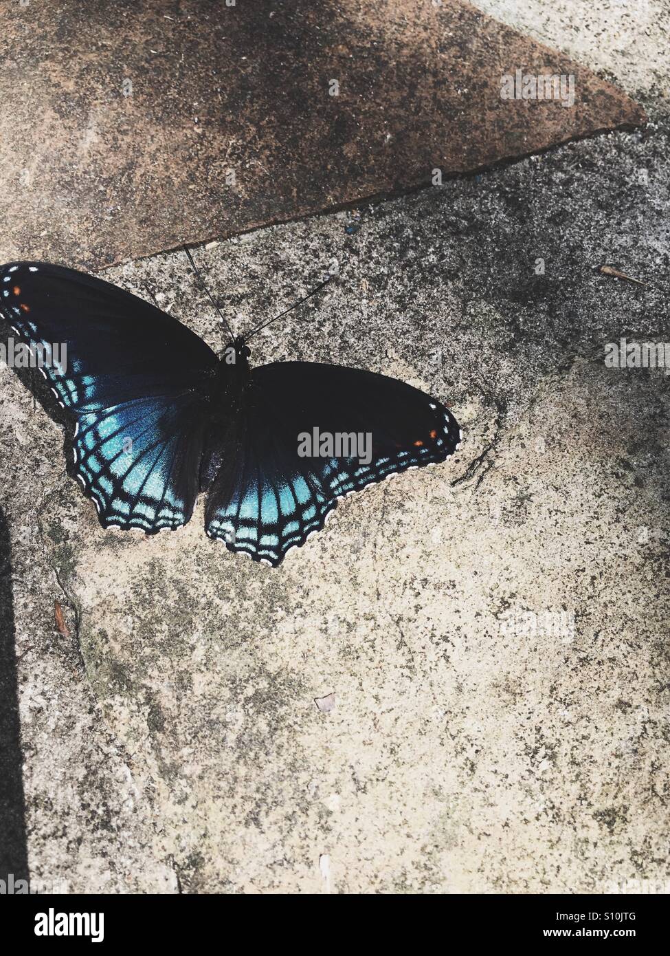 Blue monarch butterfly hi-res stock photography and images - Alamy