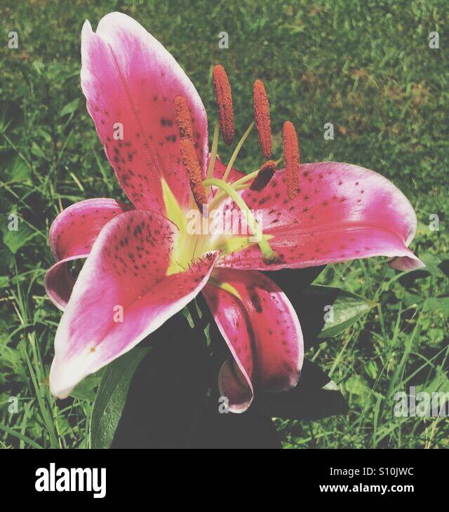 Summer lilly hi-res stock photography and images - Alamy