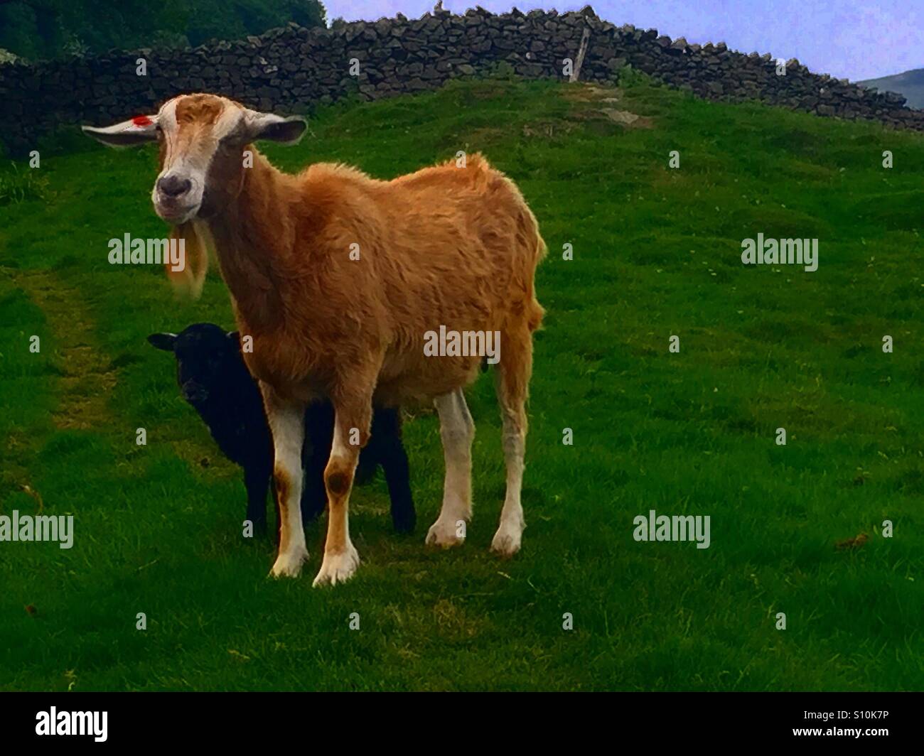 Pet Lamb Stock Photos & Pet Lamb Stock Images - Alamy