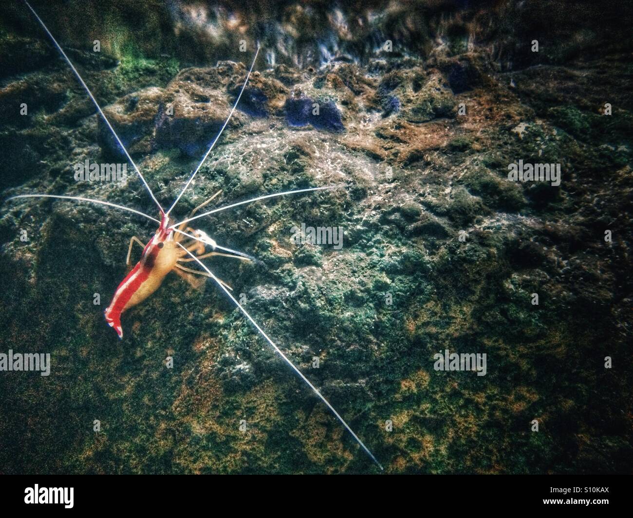 Red shrimp on rock underwater Stock Photo - Alamy
