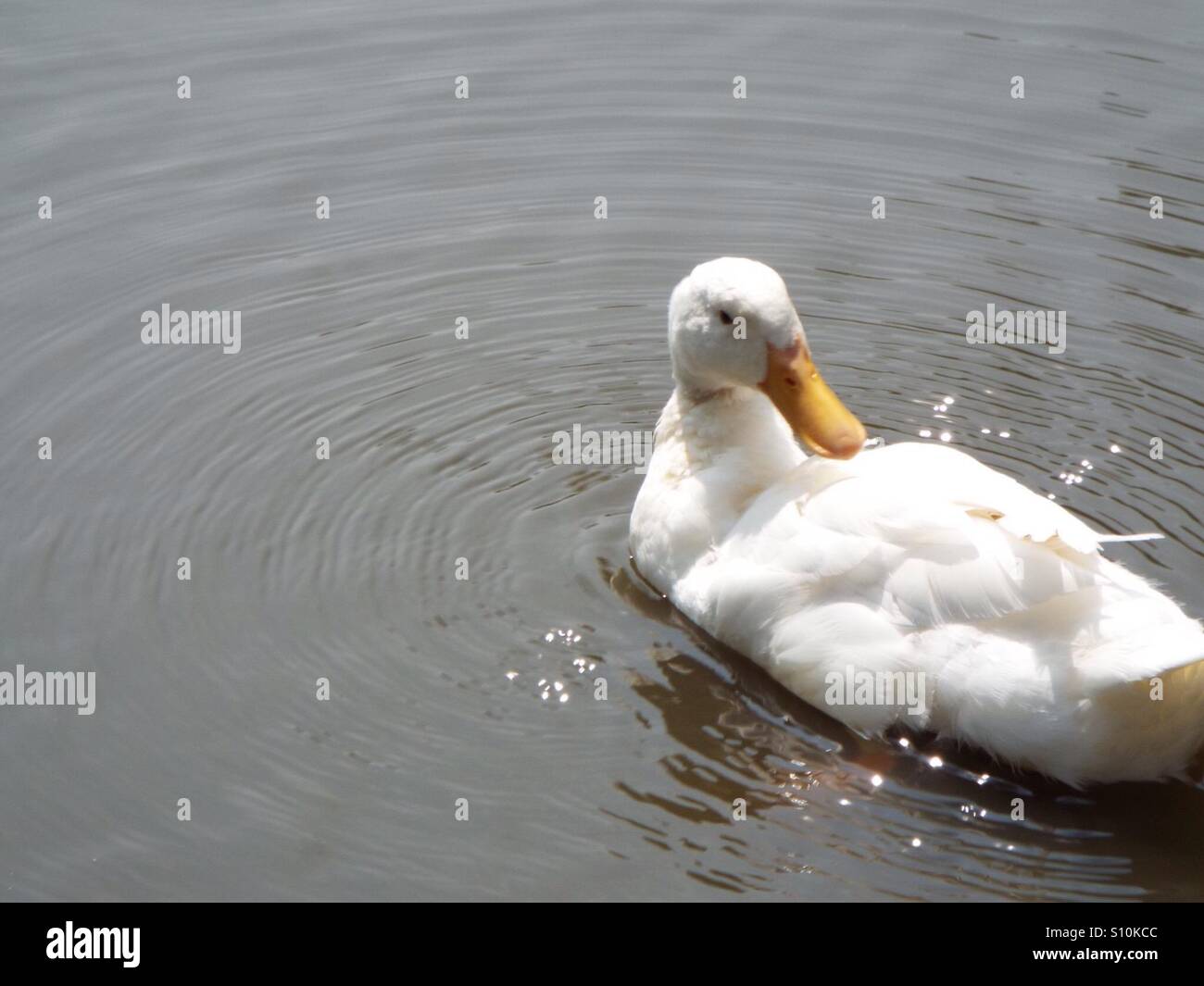Swan nose hi-res stock photography and images - Alamy
