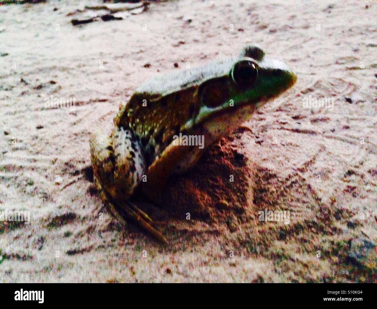 Hop Frog Stock Photos & Hop Frog Stock Images - Alamy