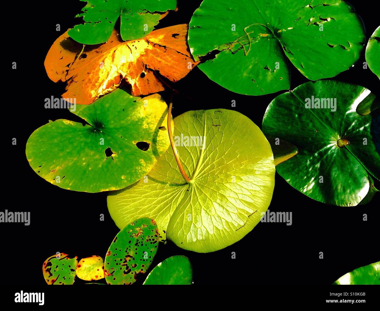 Water lily stem hi-res stock photography and images - Alamy