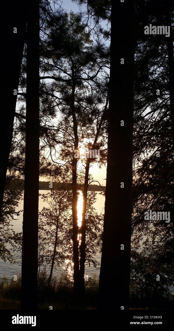 Pine tree and water hi-res stock photography and images - Alamy