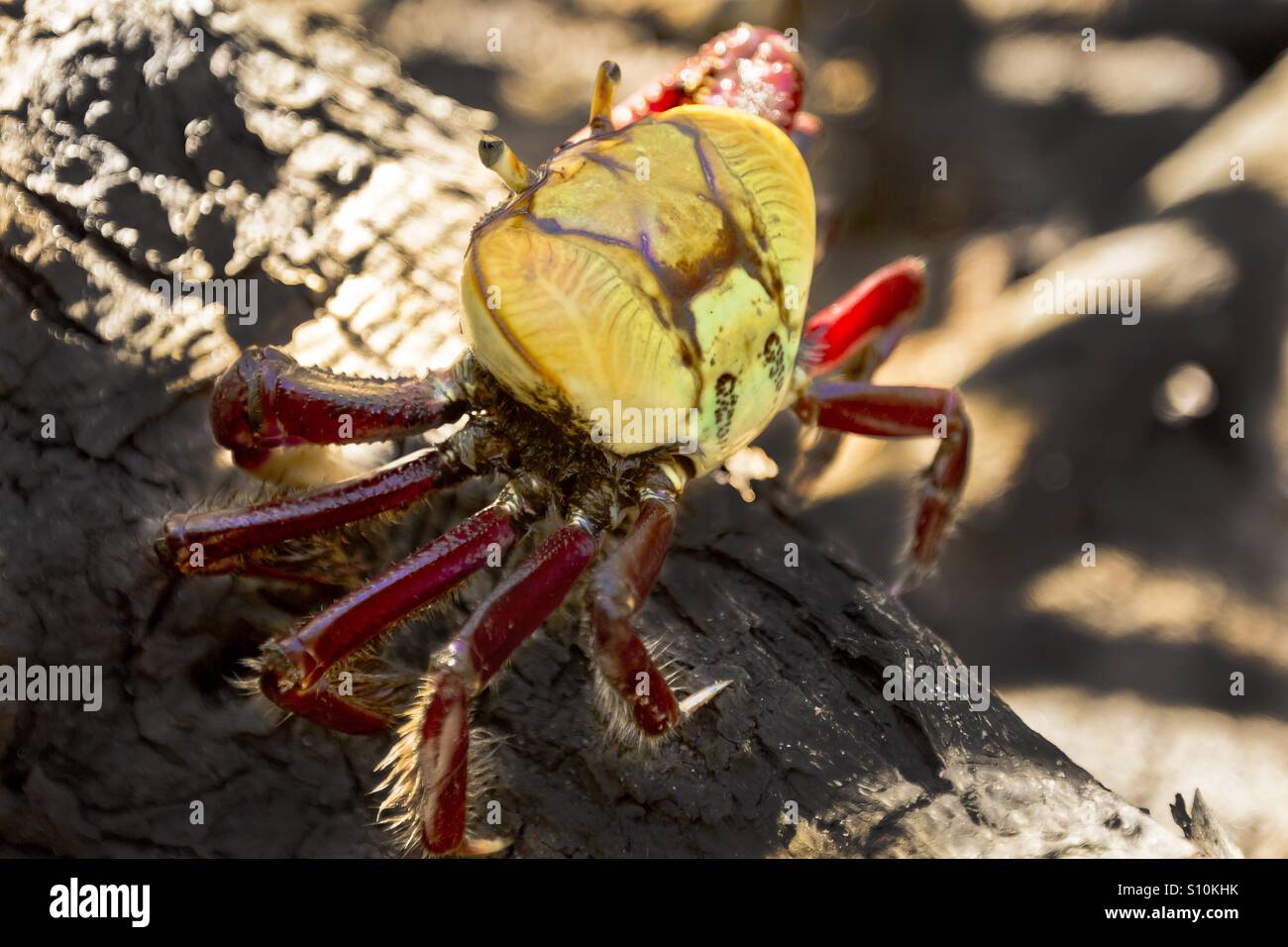 Mangrove crab hi-res stock photography and images - Alamy