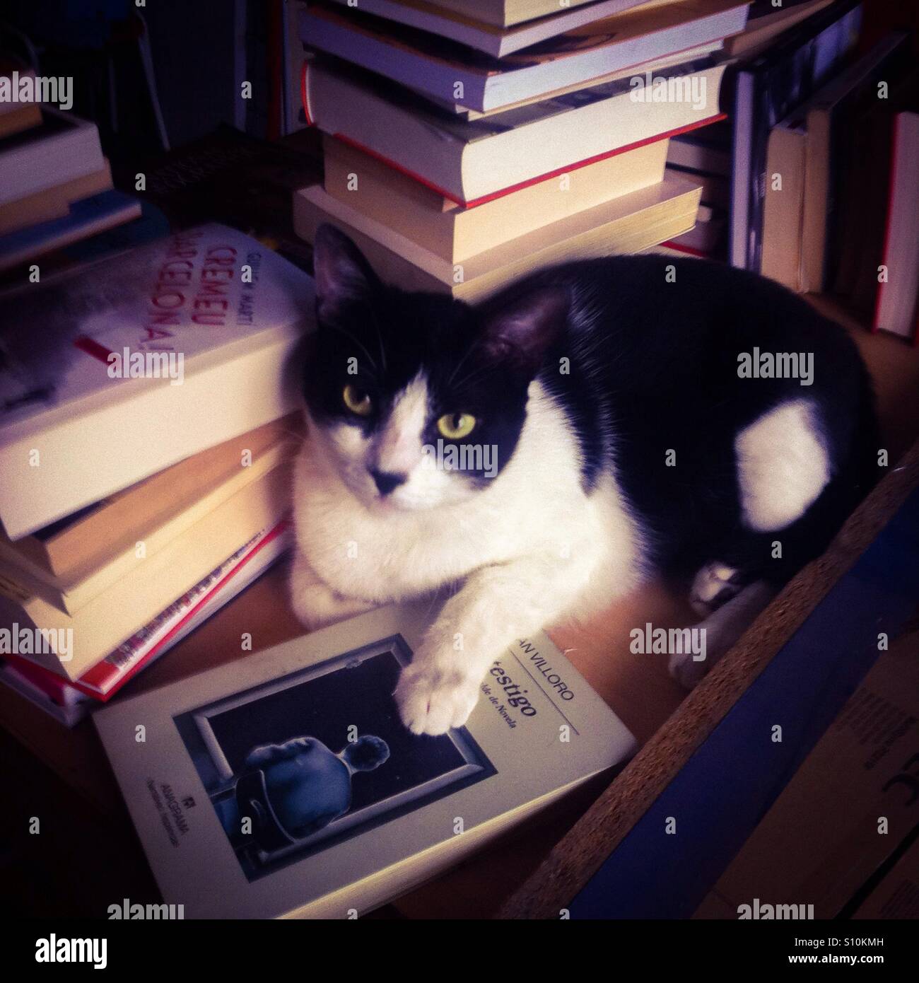 Book pile cat hi-res stock photography and images - Alamy