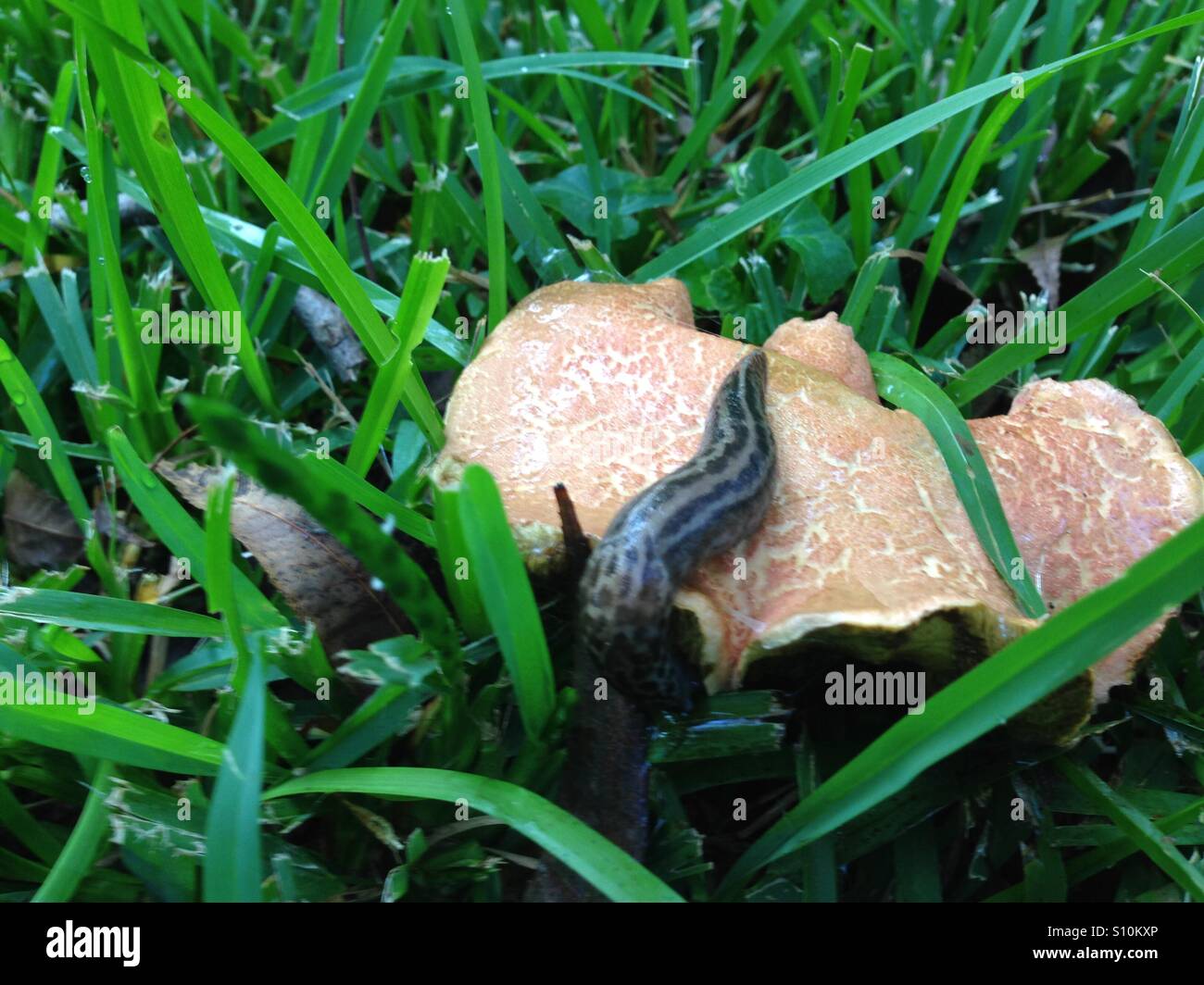 Slug on grass hi-res stock photography and images - Alamy