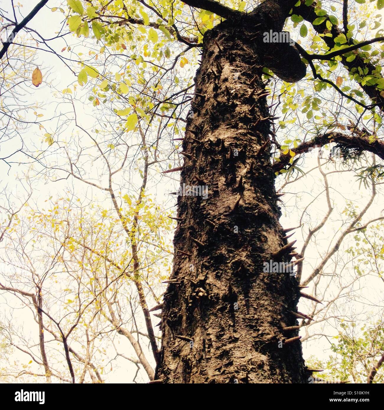 Dangerous tree hi-res stock photography and images - Alamy