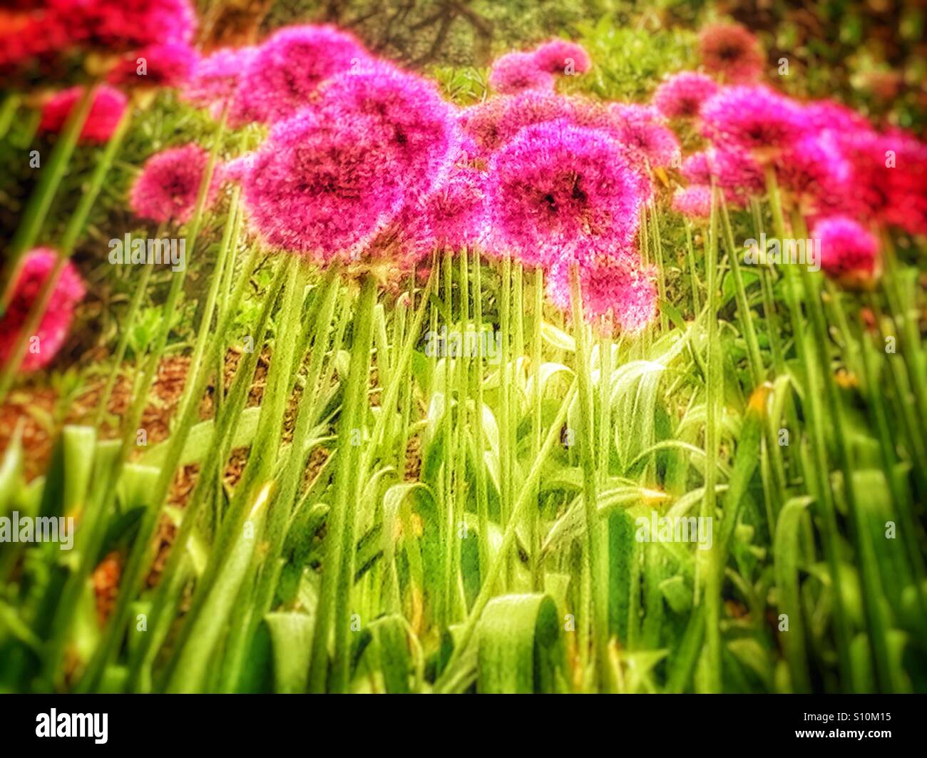Stalks of flowers hi-res stock photography and images - Alamy