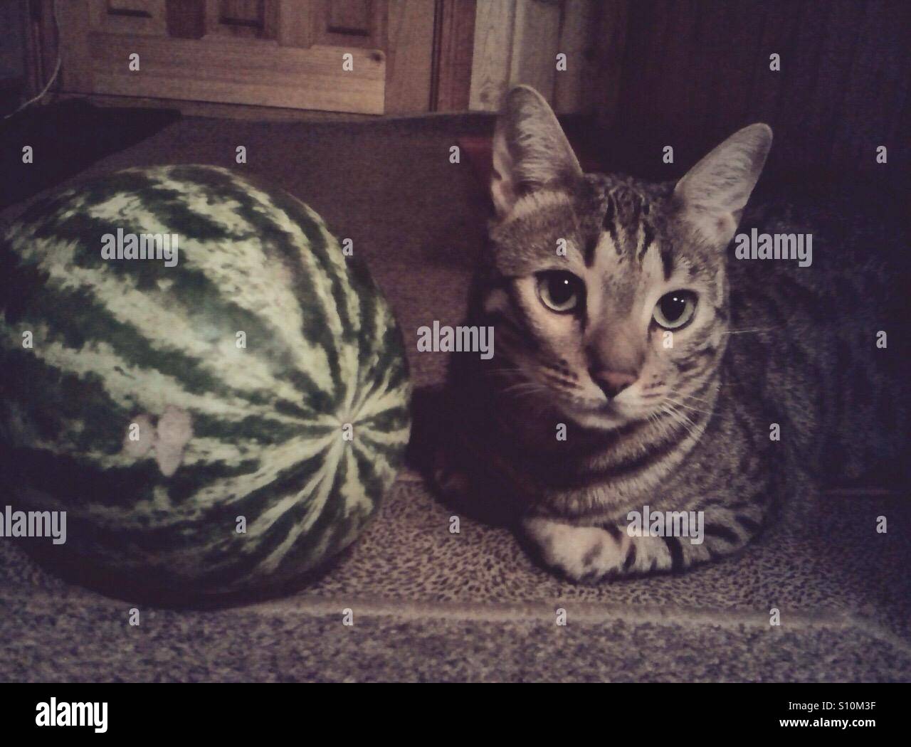 Cat and watermelon Stock Photo - Alamy
