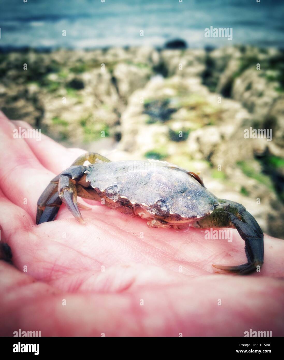Crab on hand Stock Photo - Alamy