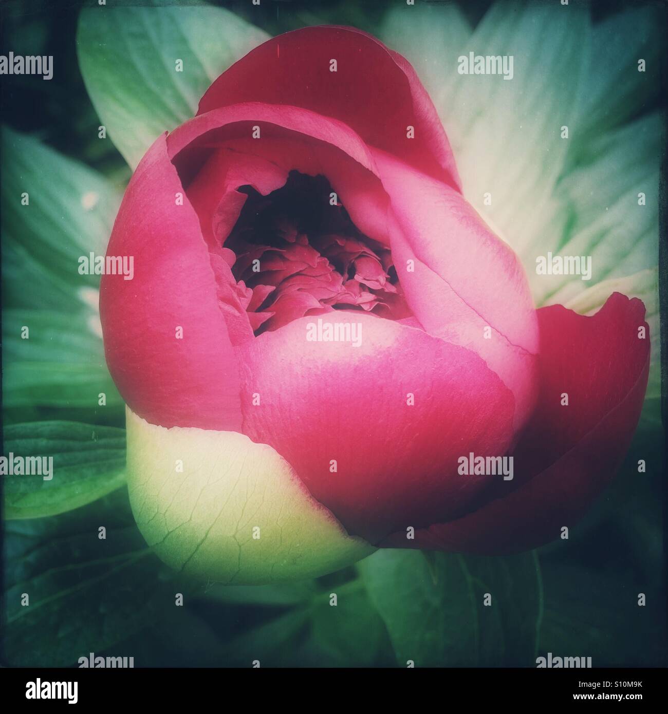 Flower bud opening hi-res stock photography and images - Alamy