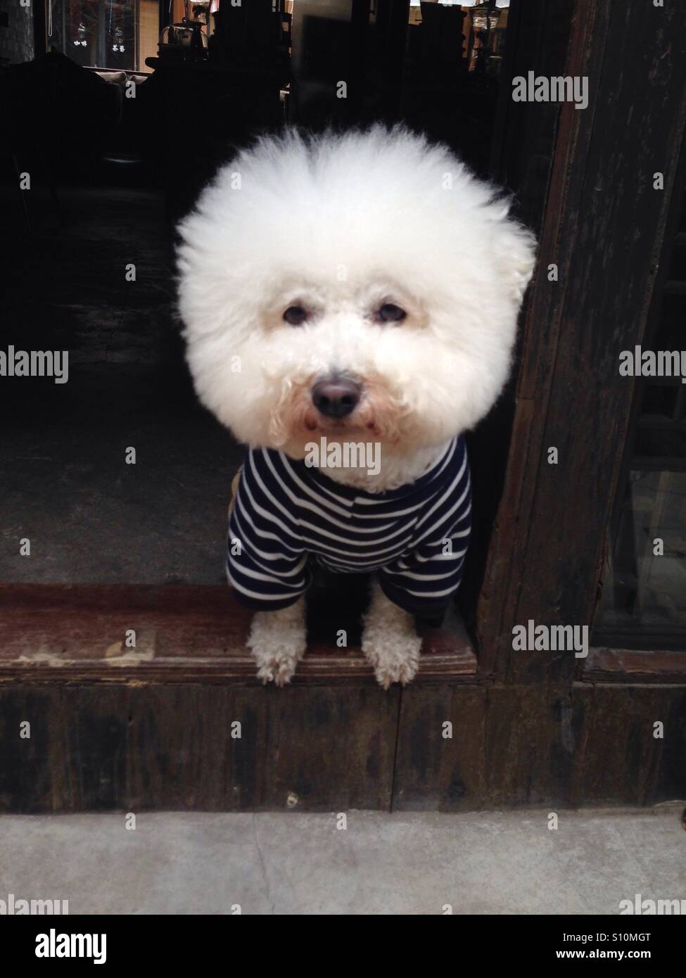 Funny poodle hi-res stock photography and images - Alamy