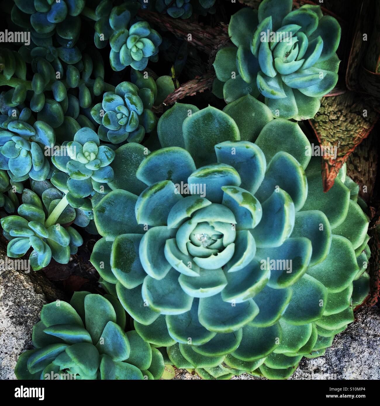 Hen and chicks succulent plant in a container garden Stock Photo - Alamy