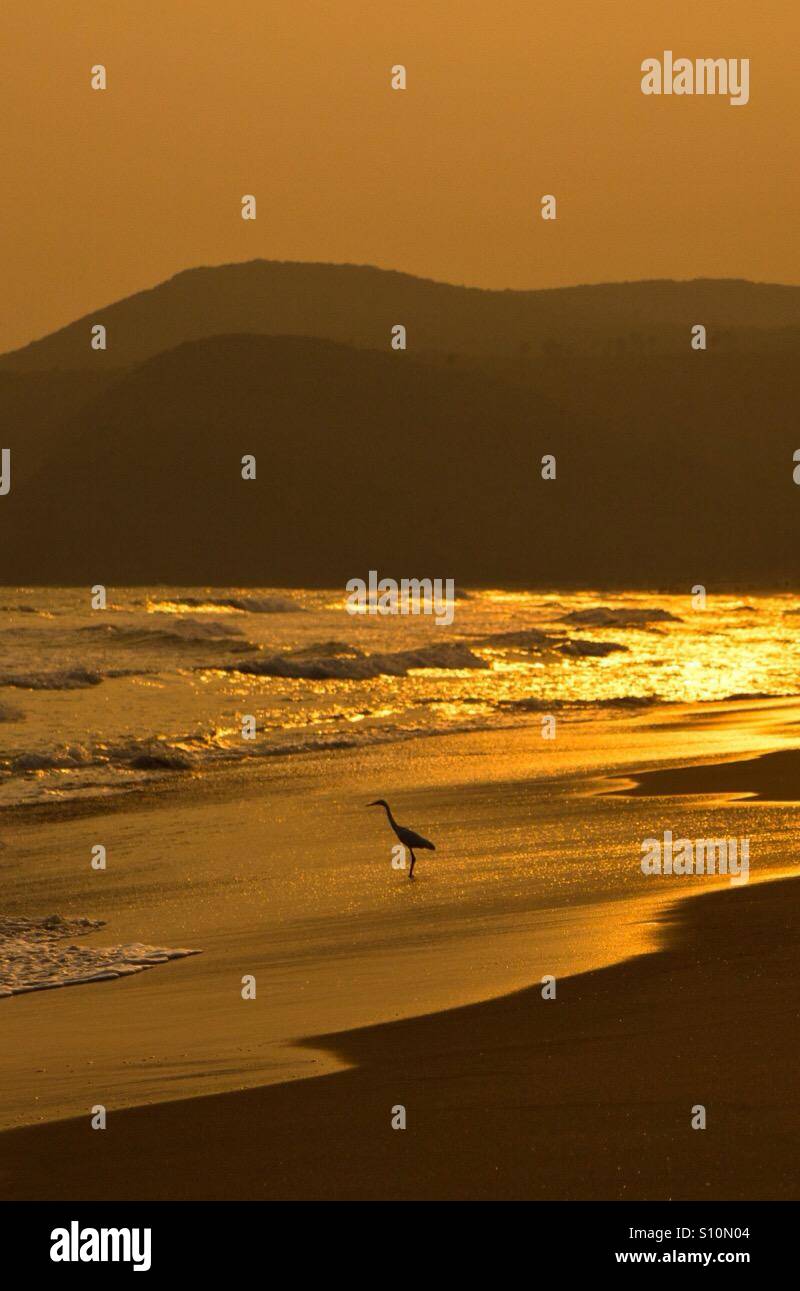 Bird on sunset in Puri, Orissa, India Stock Photo - Alamy