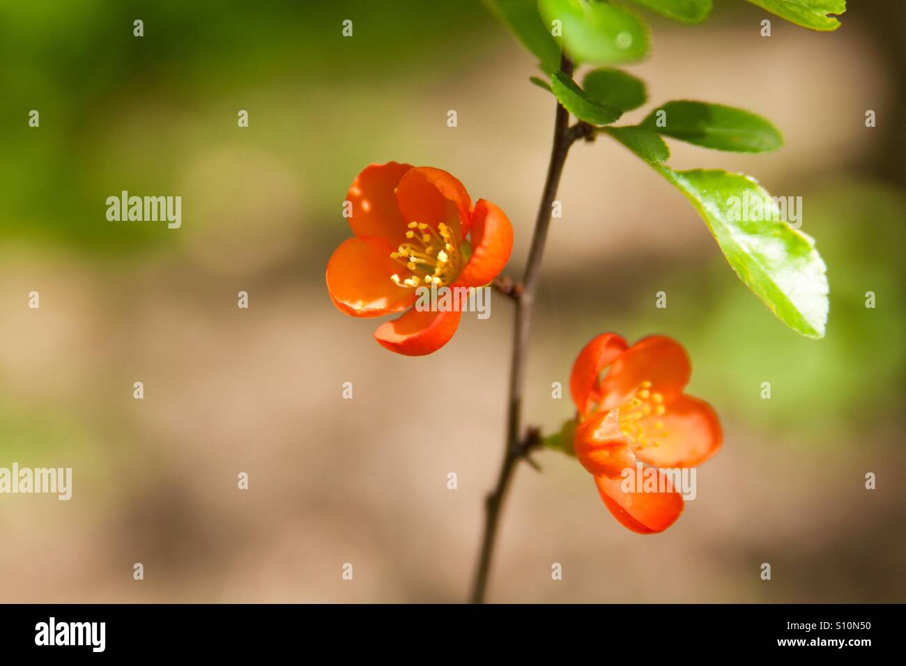 Burberry flowers hi-res stock photography and images - Alamy