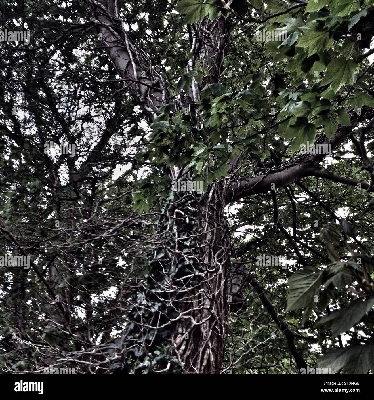 Spooky Tree Leaves High Resolution Stock Photography and Images - Alamy