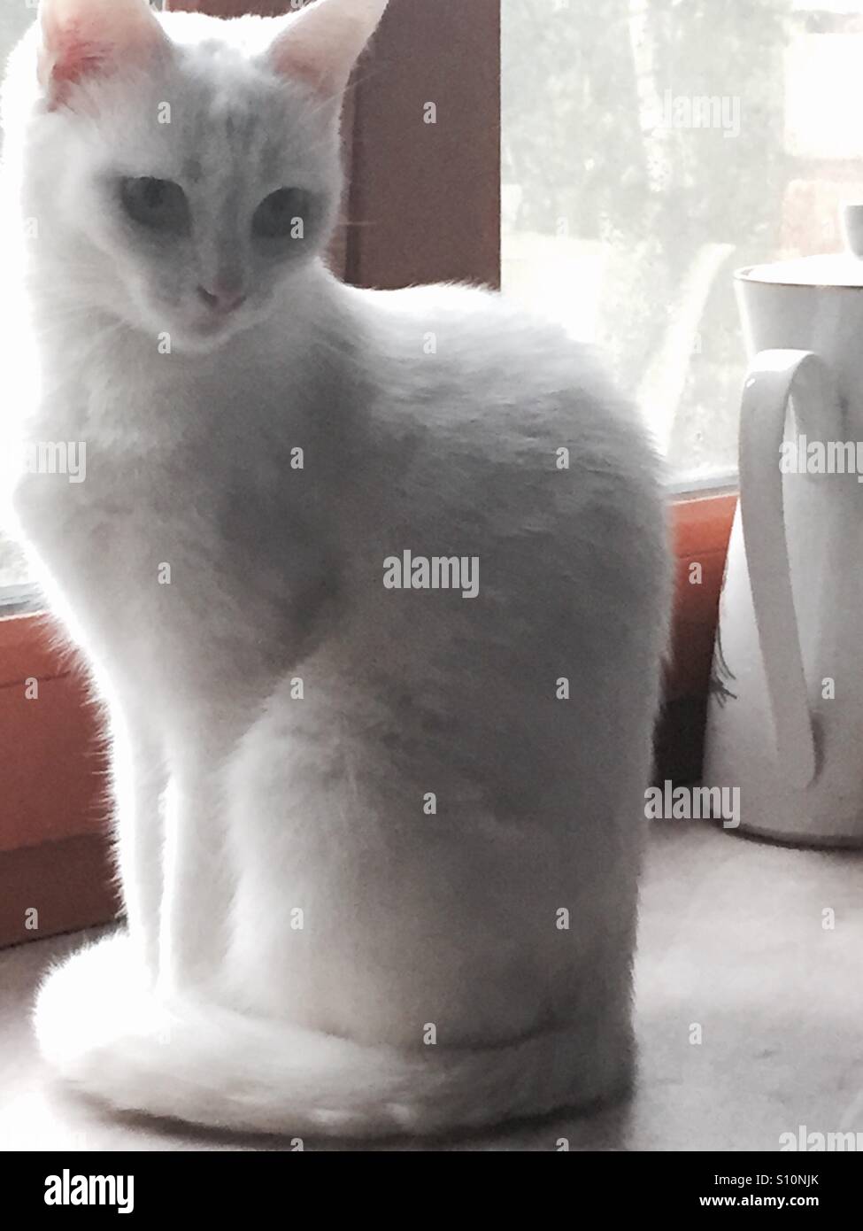 Soft picture of white cat by the window Stock Photo - Alamy