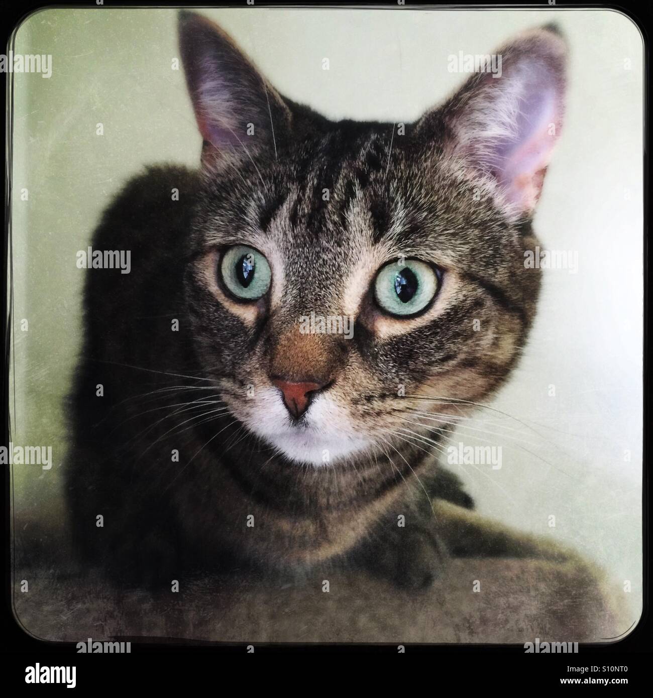 Curious tabby cat on alert Stock Photo - Alamy