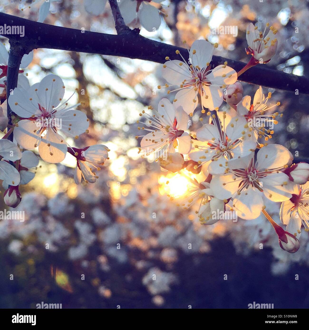 Cherry blossoms on a beautiful spring evening 💕 Stock Photo - Alamy