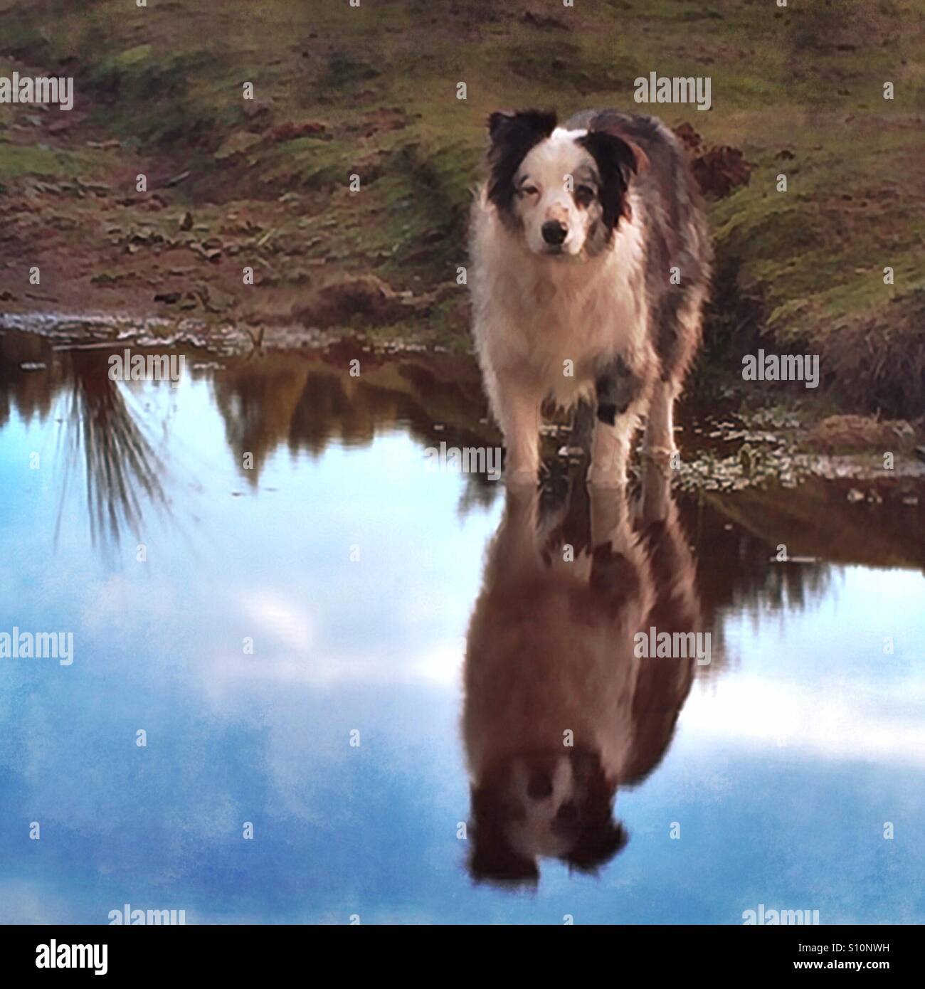 Reflection Dog High Resolution Stock Photography and Images - Alamy