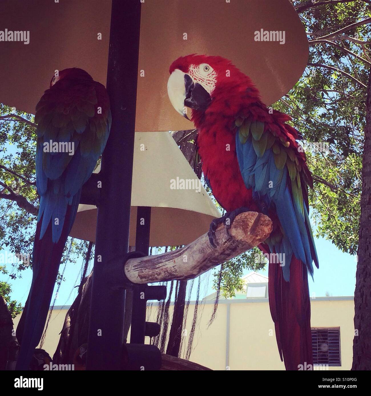 Birds of a feather, just chilling with my buddy Stock Photo - Alamy