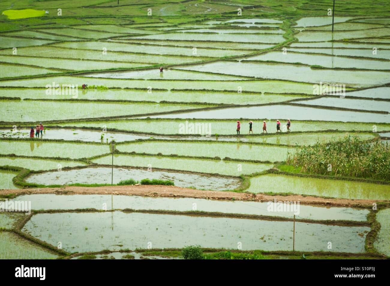 People walking through the rice fields in Nepal Stock Photo - Alamy