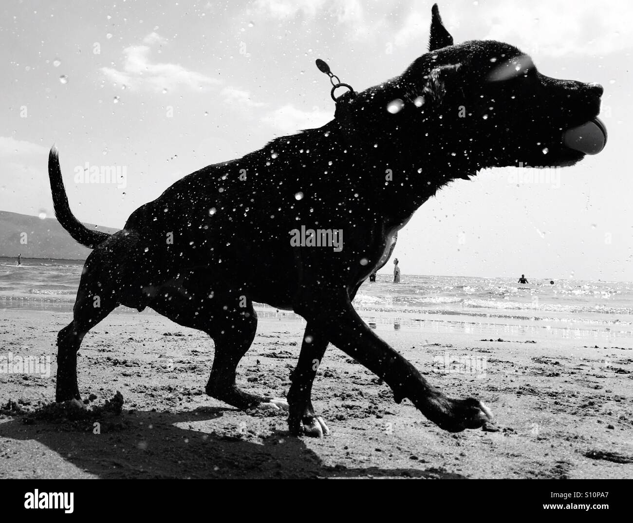 Shaking it off Stock Photo - Alamy