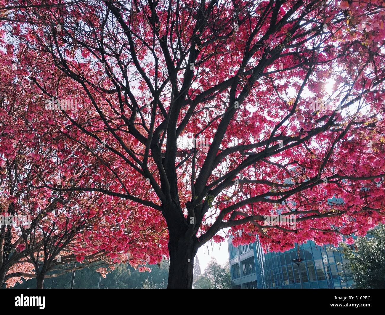 Pretty tree hi-res stock photography and images - Alamy