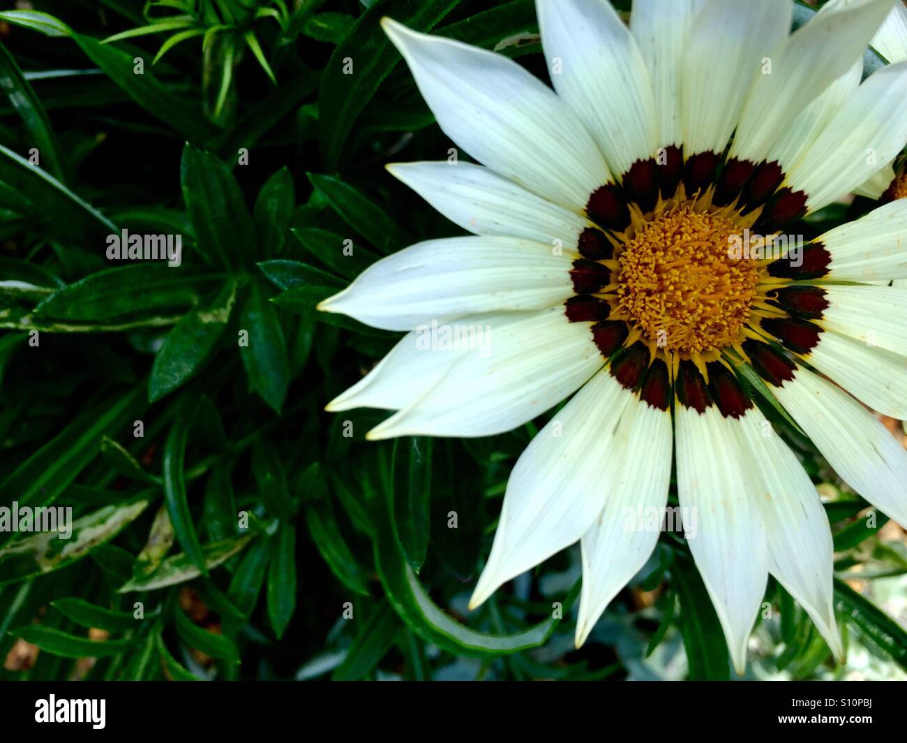 The peace flower hi-res stock photography and images - Alamy