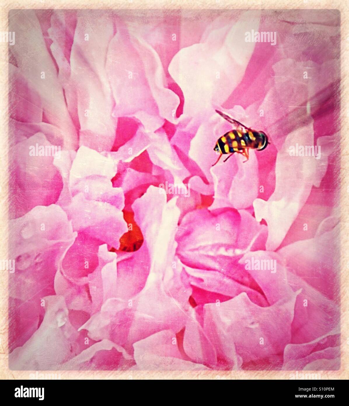 ...lost in pink...! Stock Photo - Alamy