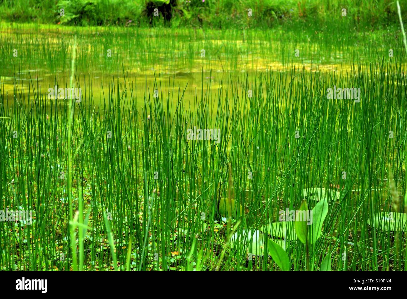 Beautiful swamp hi-res stock photography and images - Alamy