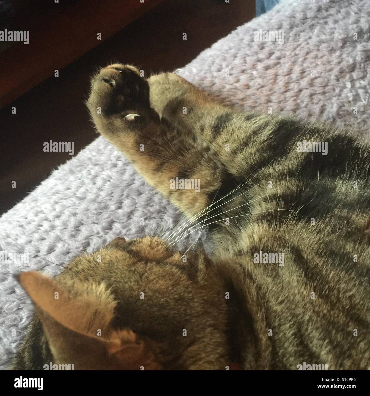 Metal claws hi-res stock photography and images - Alamy