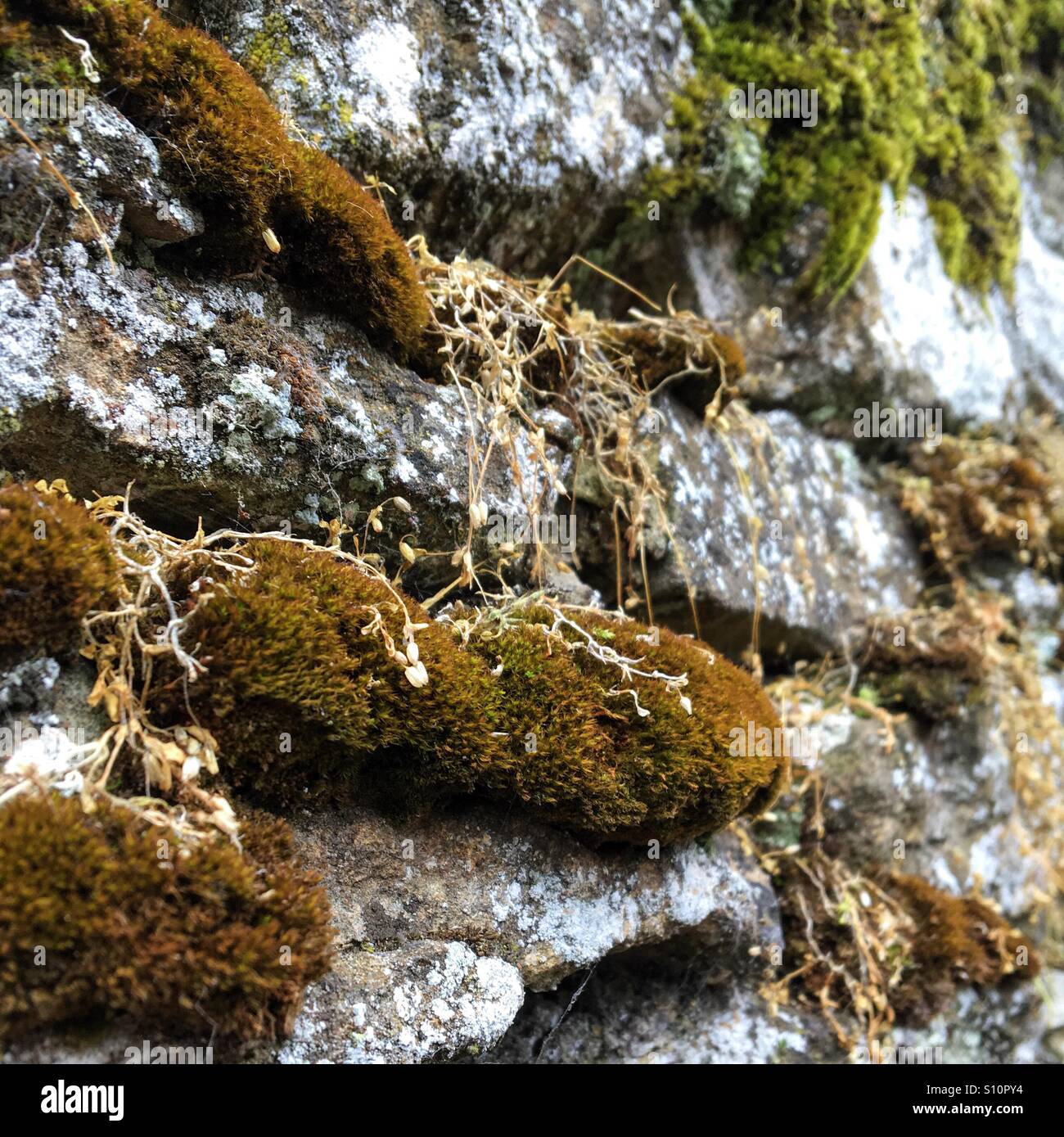 Growth stone hi-res stock photography and images - Alamy