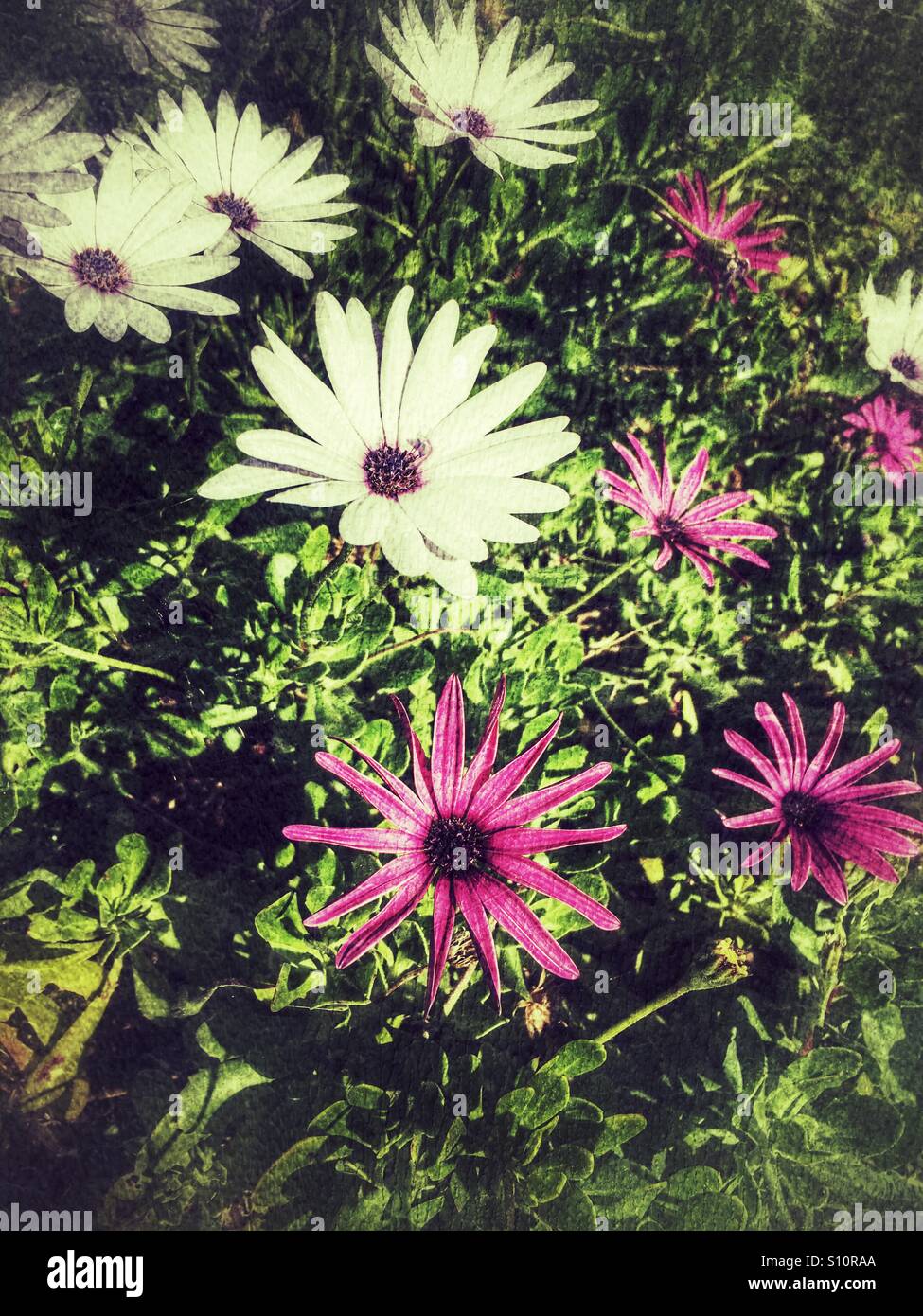 Pink white flowers hi-res stock photography and images - Alamy